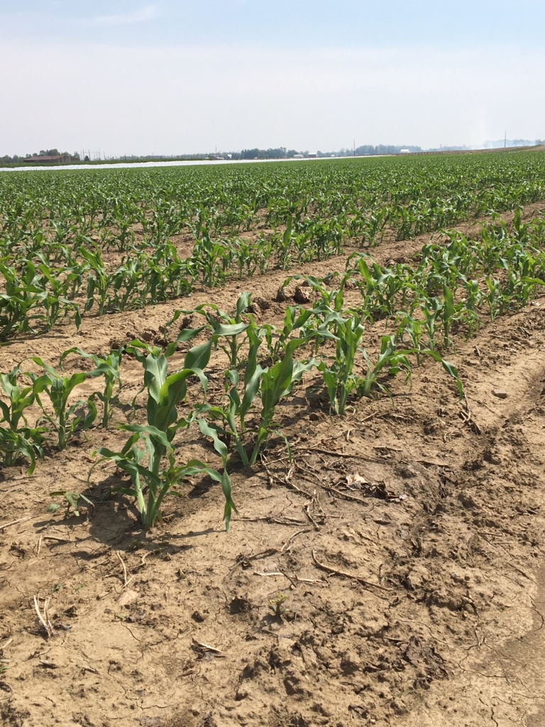 Sweet Corn Update: May on the Farm - My Dad's Sweet Corn